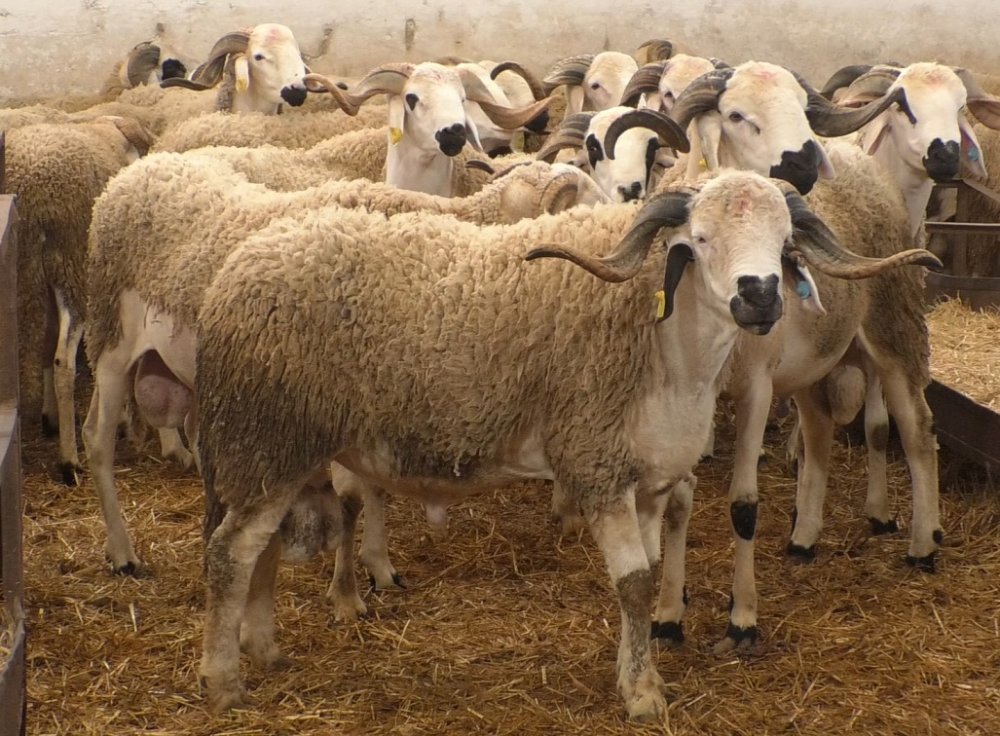 Vente de moutons en ligne : pourquoi les Marocains demeurent réticents ...