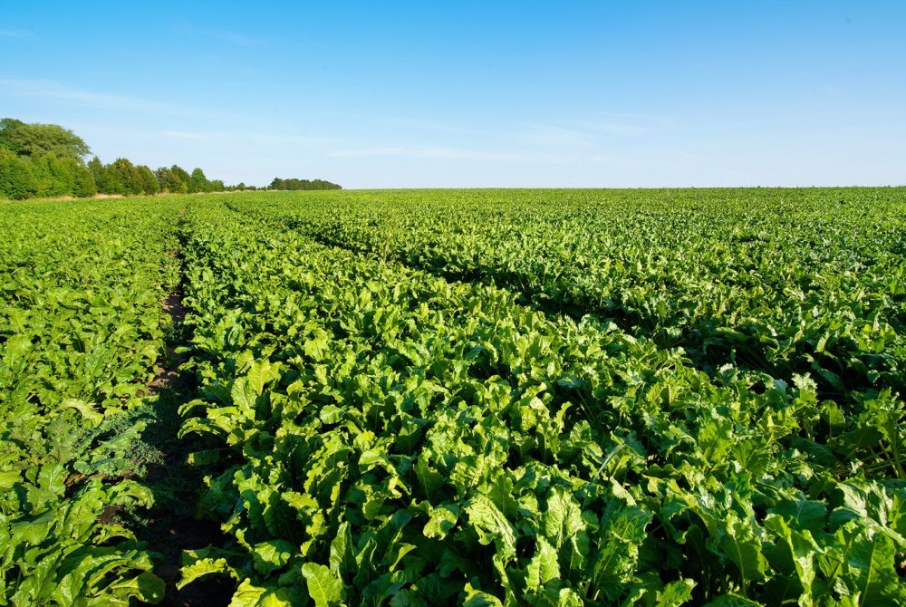 Campagne sucrière 2024/2025 : Cosumar double les superficies de ...