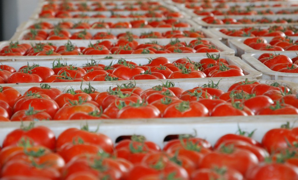 La tomate marocaine fait trembler les producteurs français - Le Matin.ma